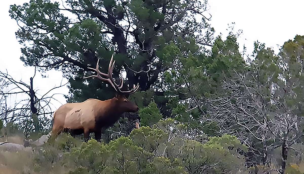 Page 3/5 - New Mexico Guided Elk Hunts