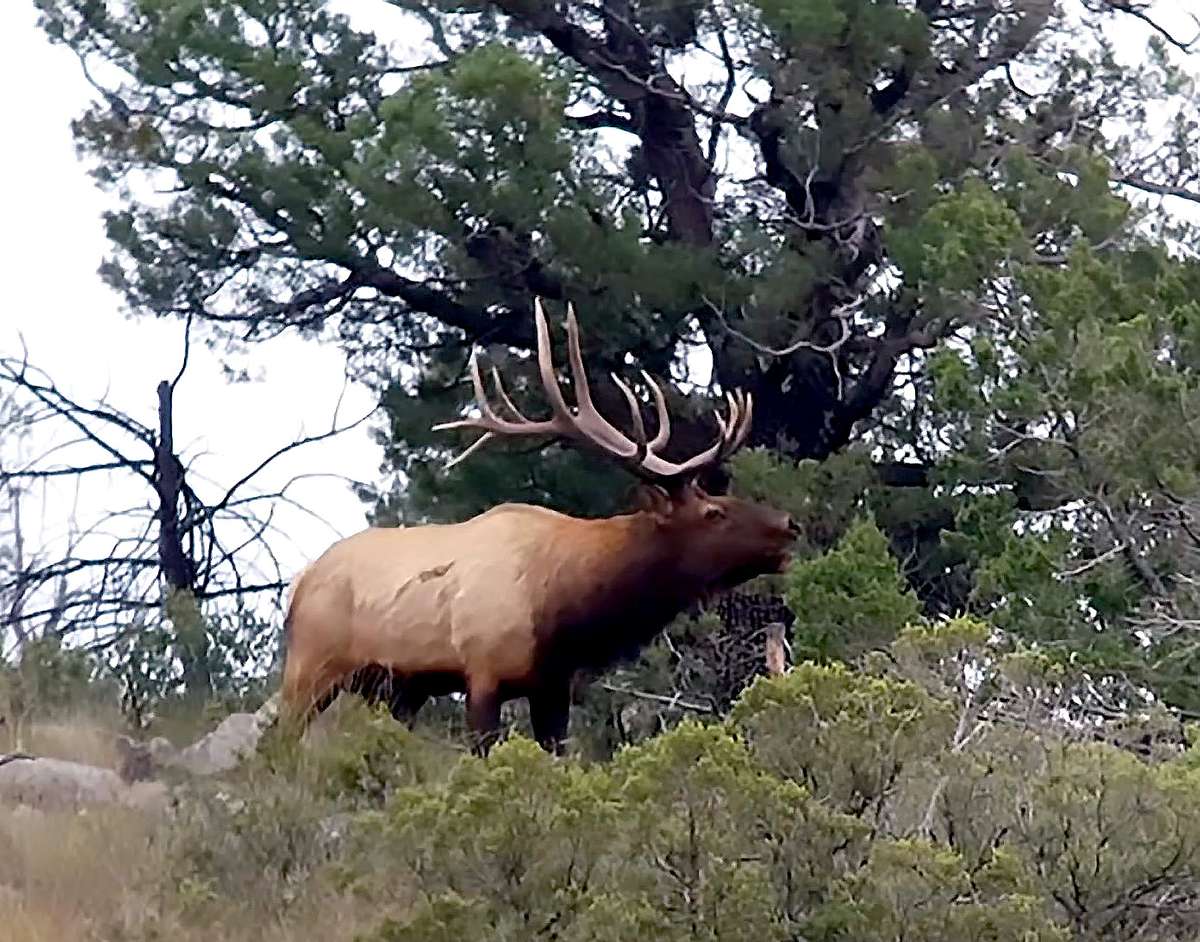 Page 2/5 - New Mexico Guided Elk Hunts